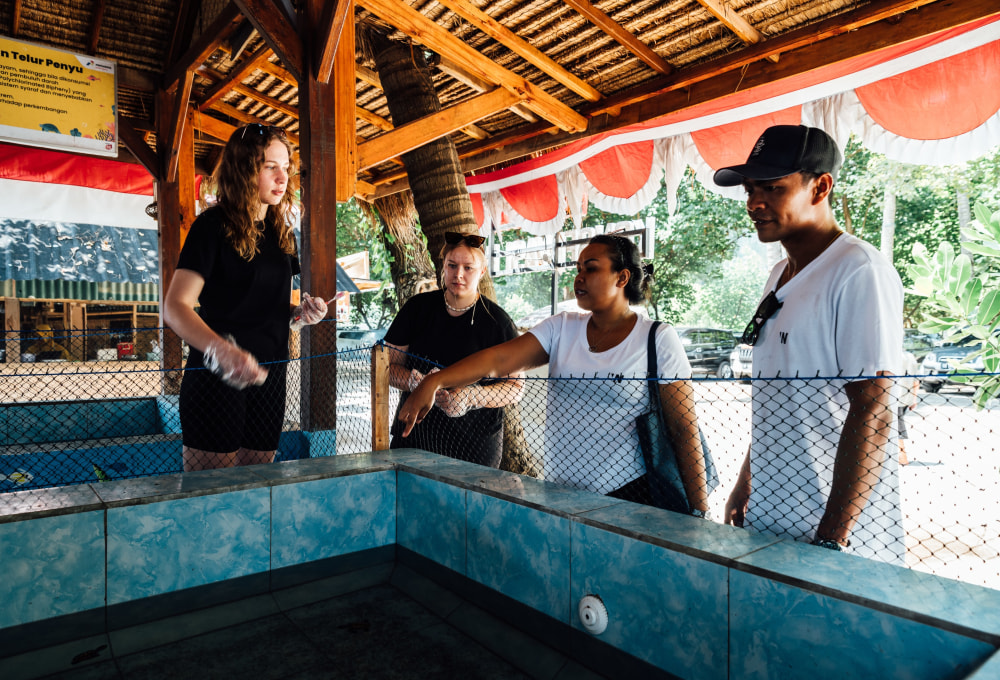 Freiwilligenarbeit - Meeresschildkröten-Projekt auf Lombok - wayers