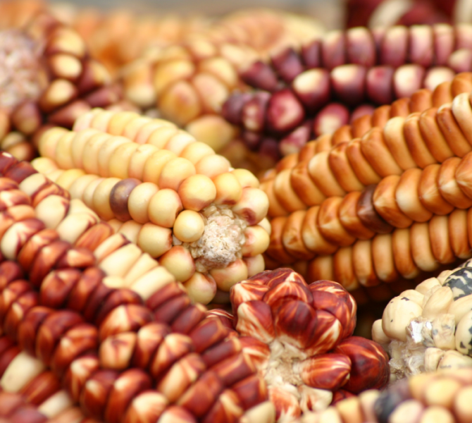 Auslandsaufenthalt, soziale Projekte & Tierschutz in Peru